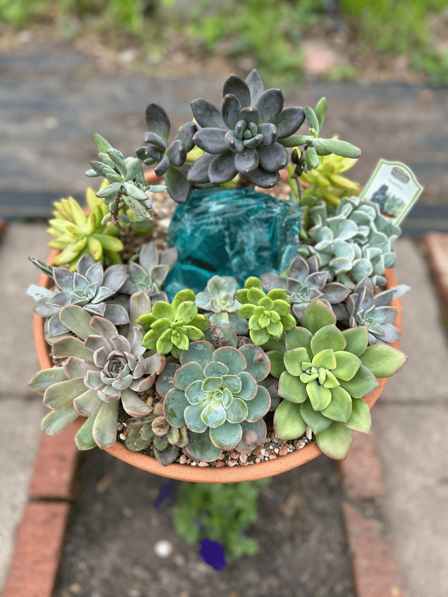 Rising Stars: Meet Veronica Cisneros - Voyage Houston Magazine ...